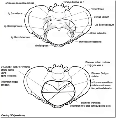 Dunia Midwife: Anatomi Panggul